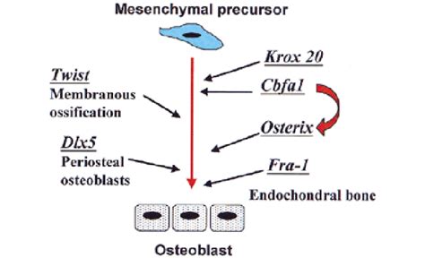 Schematic Diagram Of The Genetic Control Of Osteoblast Differentiation