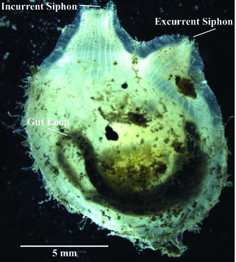 Worms World Register Of Marine Species