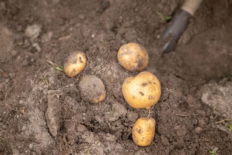 Potato Digging Images Free Download On Freepik