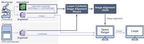 Visium Cytassist Enabled Analysis With Spaceranger Count Gex Only Official 10x Genomics Support