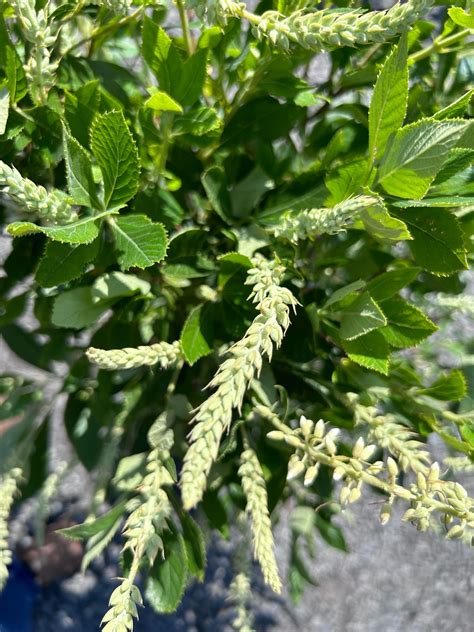Clethra Alnifolia Summer Sparkler Einstein Clethre A Feuille Daulne Summersweet Nos