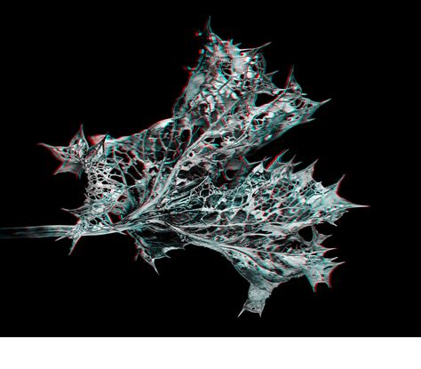 Plants Black Sebastian Cramer Two Views Stereo Photography