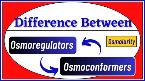Difference Between Osmoregulators And Osmoconformers Biology Bivkedar Youtube