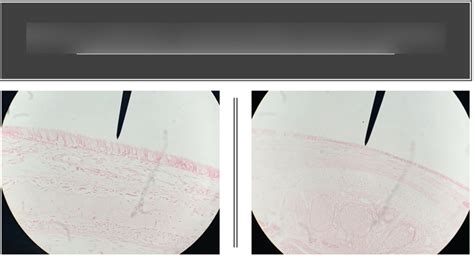 Histology Part 9 Diagram Quizlet