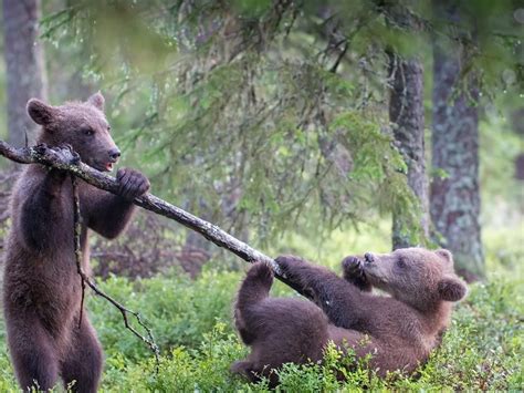 Wallpaper Two Bear Cubs Playful Trees Grass 1920x1200 Picture Image