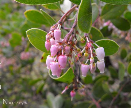 Arctostaphylos Manzanita Common Manzanita