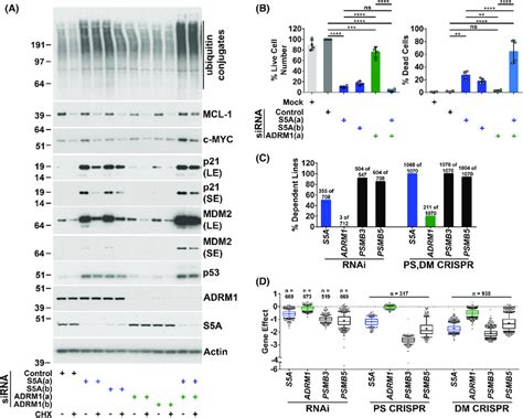 S5a And Adrm1 Play Partially Redundant Roles In General Protein