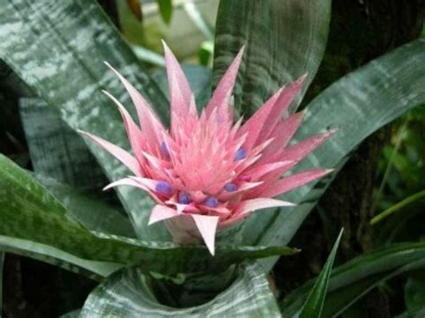 Floriculture Plant Identification Flashcards Quizlet