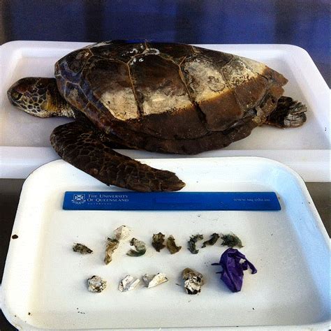 Turtle Deaths Caused By Plastic Alarms Researchers