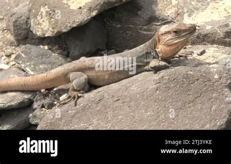 Lizard Taxonomy Stock Videos And Footage Hd And 4k Video Clips Alamy
