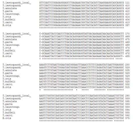 Multiple Sequence Alignment Analysis Of 18s Rrna Gene 1098bp Pcr