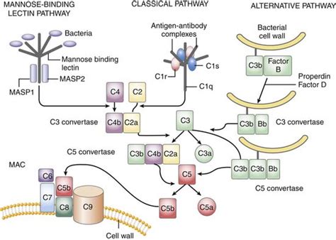 Infection And Host Response Clinical Gateclinical Gate