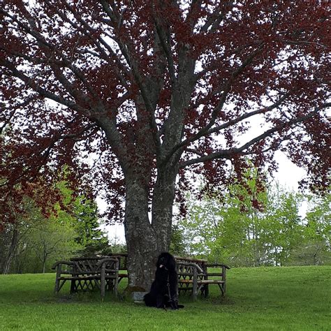 Bowring Park Downhome Magazine