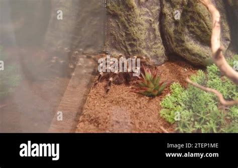 The Brazilian White Knee Tarantula Acanthoscurria Geniculata Close Up