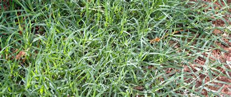 Bemuda Grass Cynodon Dactylon L Pers Uk Organic Medicals Group