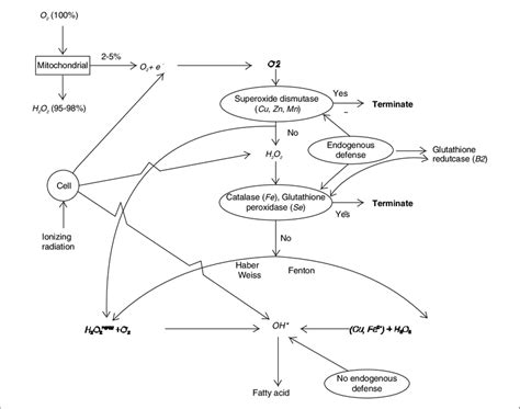 Oxidation Pathways Within The Human Body For Oxygen Metabolism And