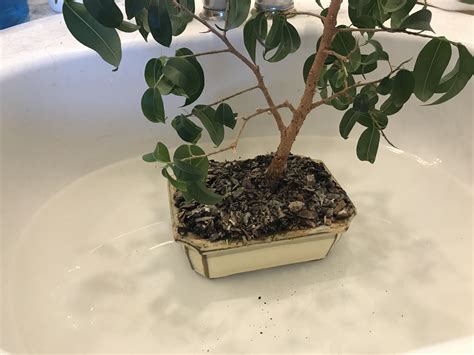 Ficus 5 Ficus Microcarpa Tnt Bonsai