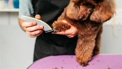How To Remove Brown Stains From White Dog Fur Effective And Safe Methods