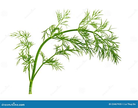 Fennel Leaf Stock Image Image Of Flavorful Health Aromatic 23467935