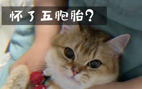 到底是谁干的！？ 麻蛋和丑丑 麻蛋和丑丑 哔哩哔哩视频