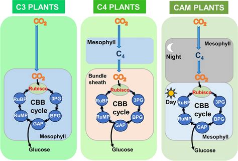 C3 Pathway