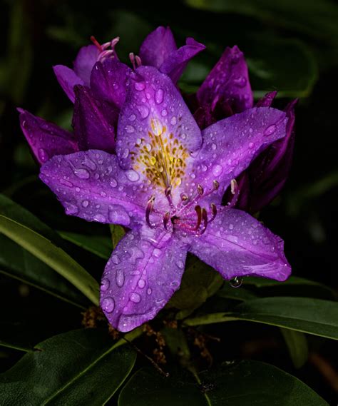 Fog Dew Tony Pratt Photography