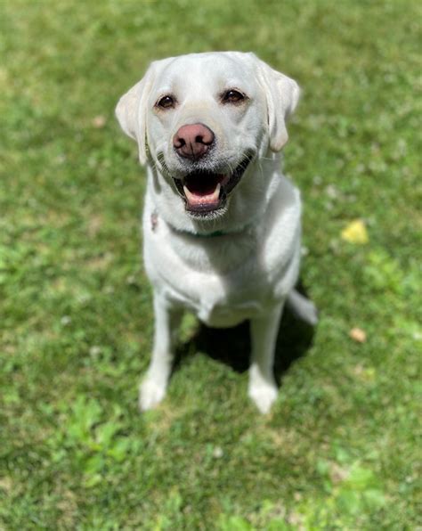 Tail Wagger Of The Month Wagging Tails Pet Resort