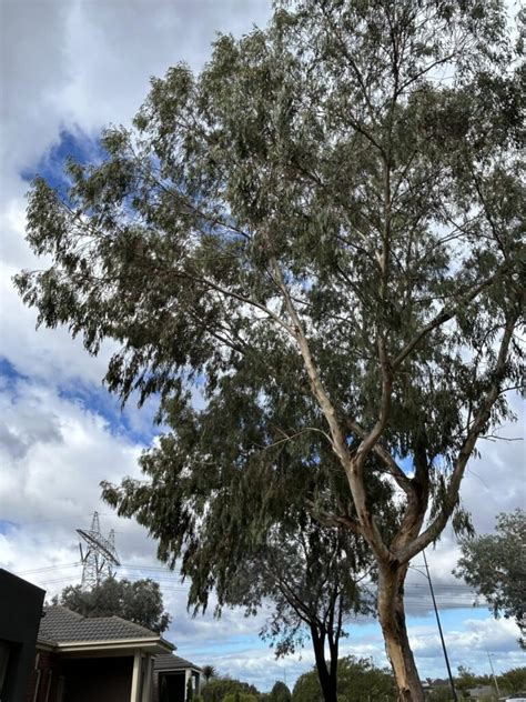 10 Major Types Of Eucalyptus Trees In California Identification