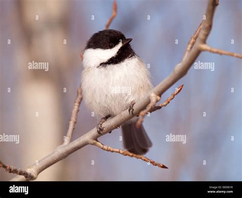 Cute Chickadee