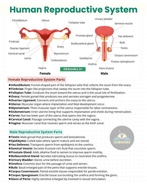 Gkbooks Human Reproductive System Structure And Functions Male And Female This Infographic