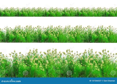 Green Grass Border Isolated On White Background Stock Image Image Of