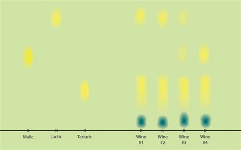 Malolactic Fermentation Morebeer