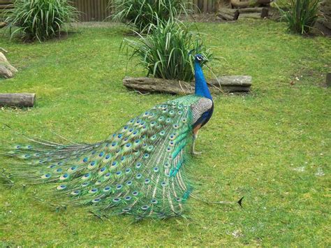 How Long Do Peacocks Live