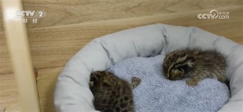 野生豹猫幼崽获救 警民爱心接力精心照护重返自然 新闻频道 央视网