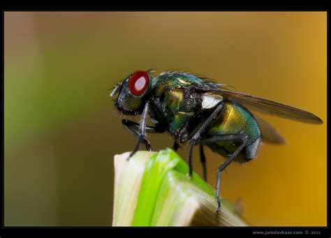 Elevation Of 62 Nečtiny Czech Republic Topographic Map Altitude Map