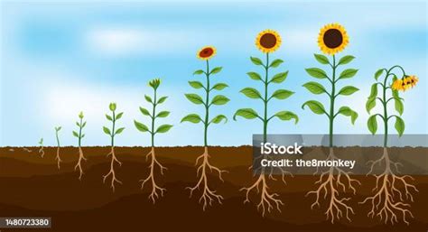 해바라기 성장 단계 종자에서 개화 및 뿌리 계통을 가진 과일 보유 식물에 이르기까지 농업 식물 개발 수확 애니메이션 진행 0명에 대한 스톡 벡터 아트 및 기타 이미지