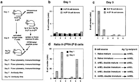 Summary Of Adoptive Transfer Experiments A Experimental Protocol For