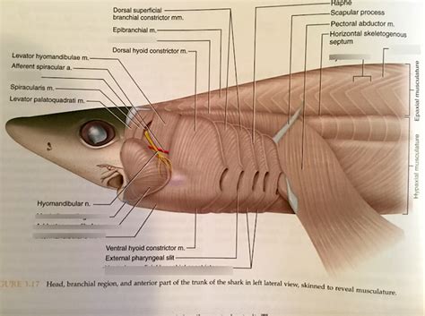 Cva Lab Practical 2 Shark Diagram Quizlet