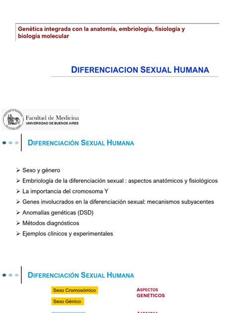 Seminario 13 Bm Y Gen 2025 Dif Sex Pdf Sexo Sistema Reproductivo