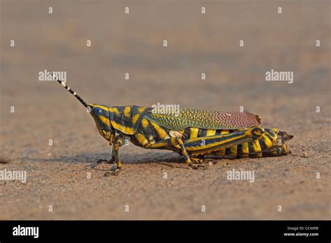 Painted Grasshopper Poekilocerus Pictus Keoladeo National Park India