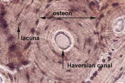 Compact Bone Tissue Slide