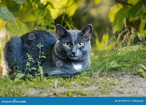 Wild Tabby Cat Lying In A Peaceful Slumber Nestled In The Lush Green