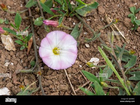 Detailed Close Up Of A Pink And White Field Bindweed Flower Aka