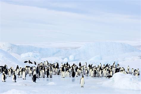 Emperor Penguin The Icon Of Antarctica Secret Atlas