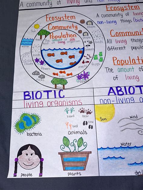 Introduction To Ecosystem Anchor Chart For Elementary Middle And High