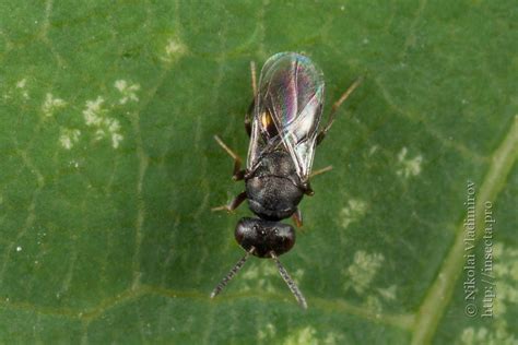 Photo 62970 Pteromalidae Sp