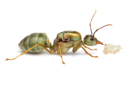 Oecophylla Smaragdina Green Australian Weaver Ant Ants Hq