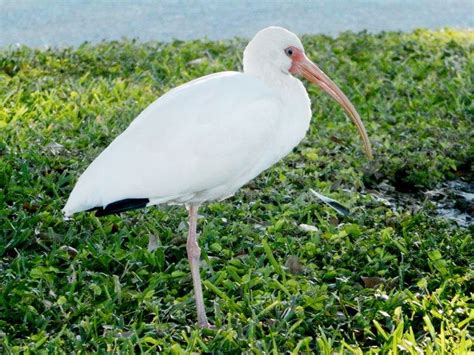 White Ibis American Imagine Our Florida Inc