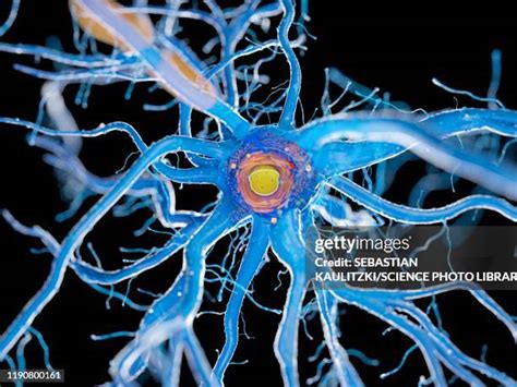 Peripheral Nerve Cells Photos And Premium High Res Pictures Getty Images