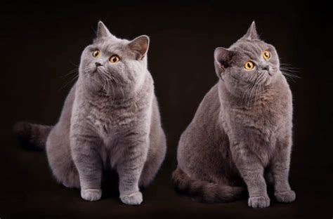 11 British Breeds Of Cat Cat World